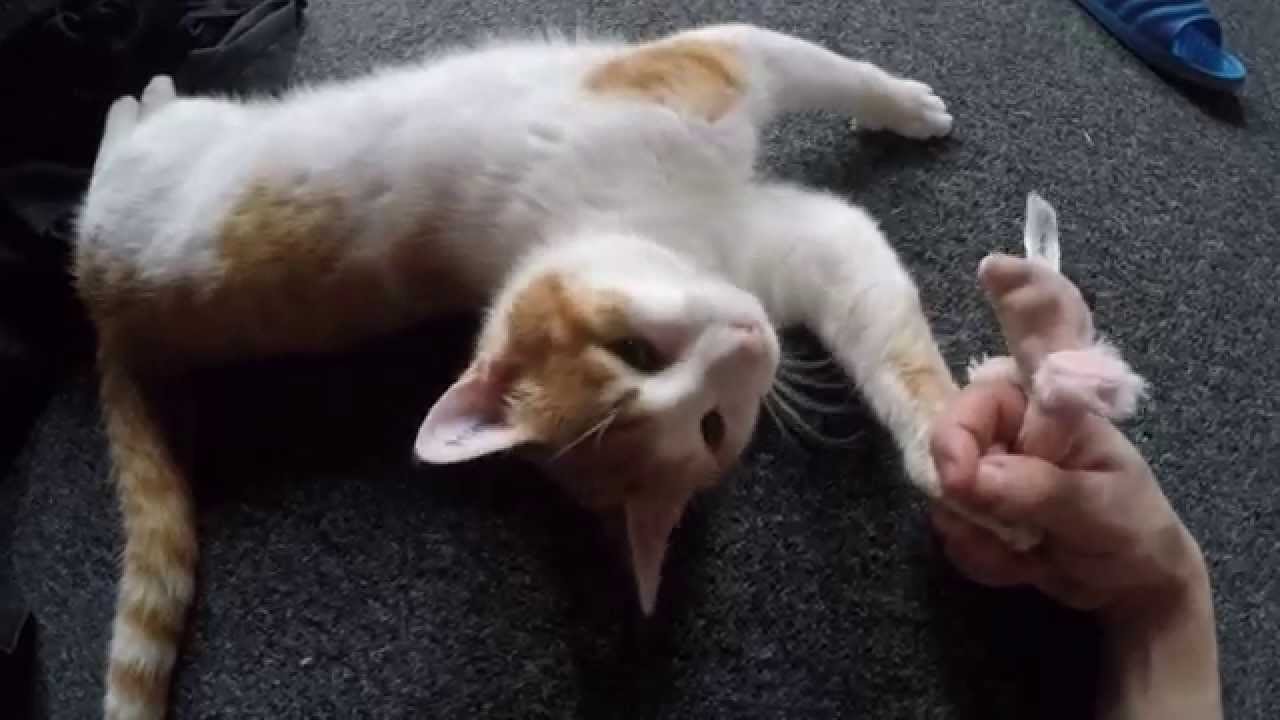 Cat warp drive engaged - video test - YouTube