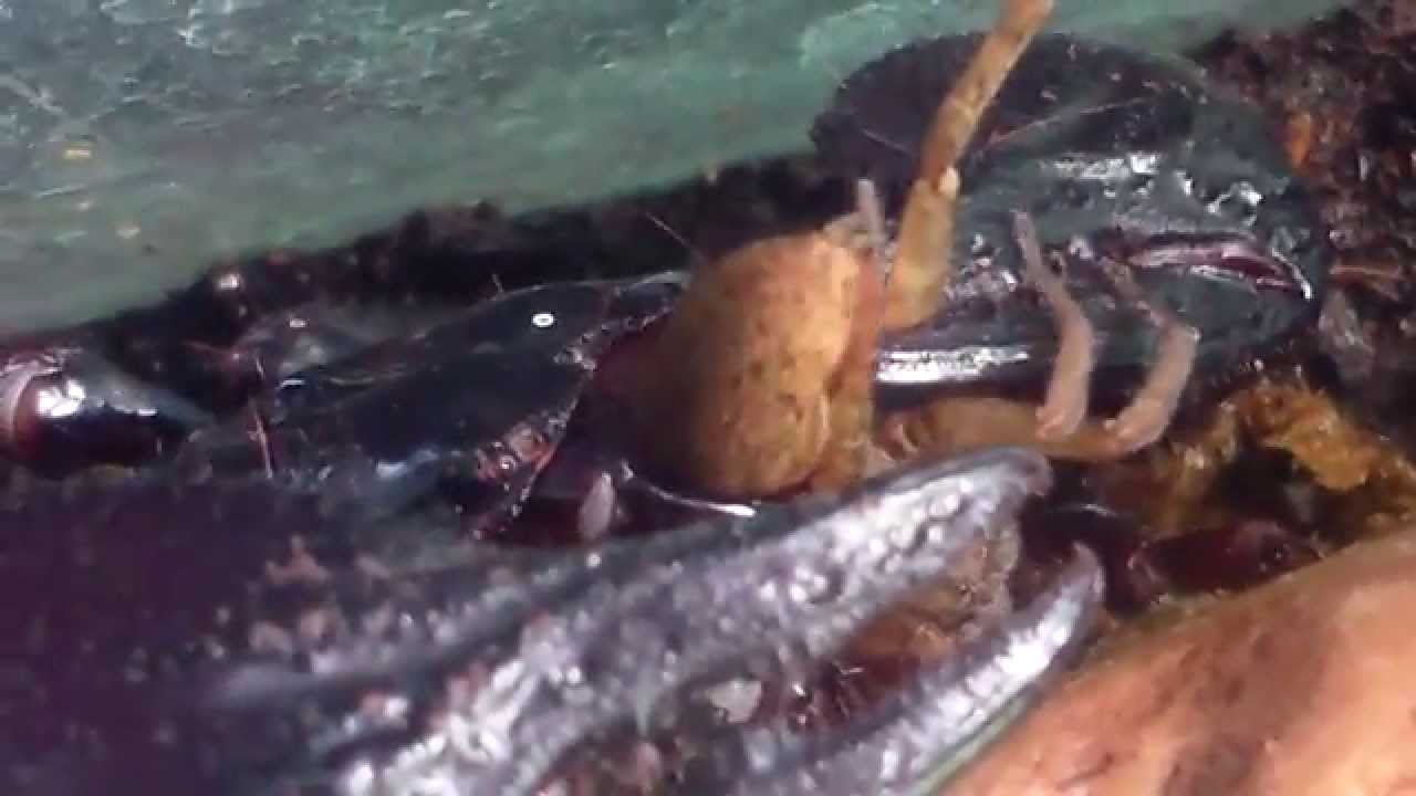 Asian Forest Scorpion Eating a Wolf Spider - YouTube