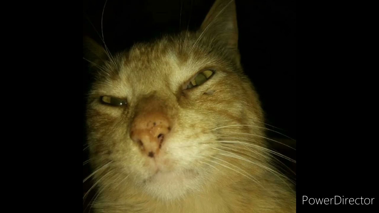 Gato fachero 😎 vídeo oficial - YouTube