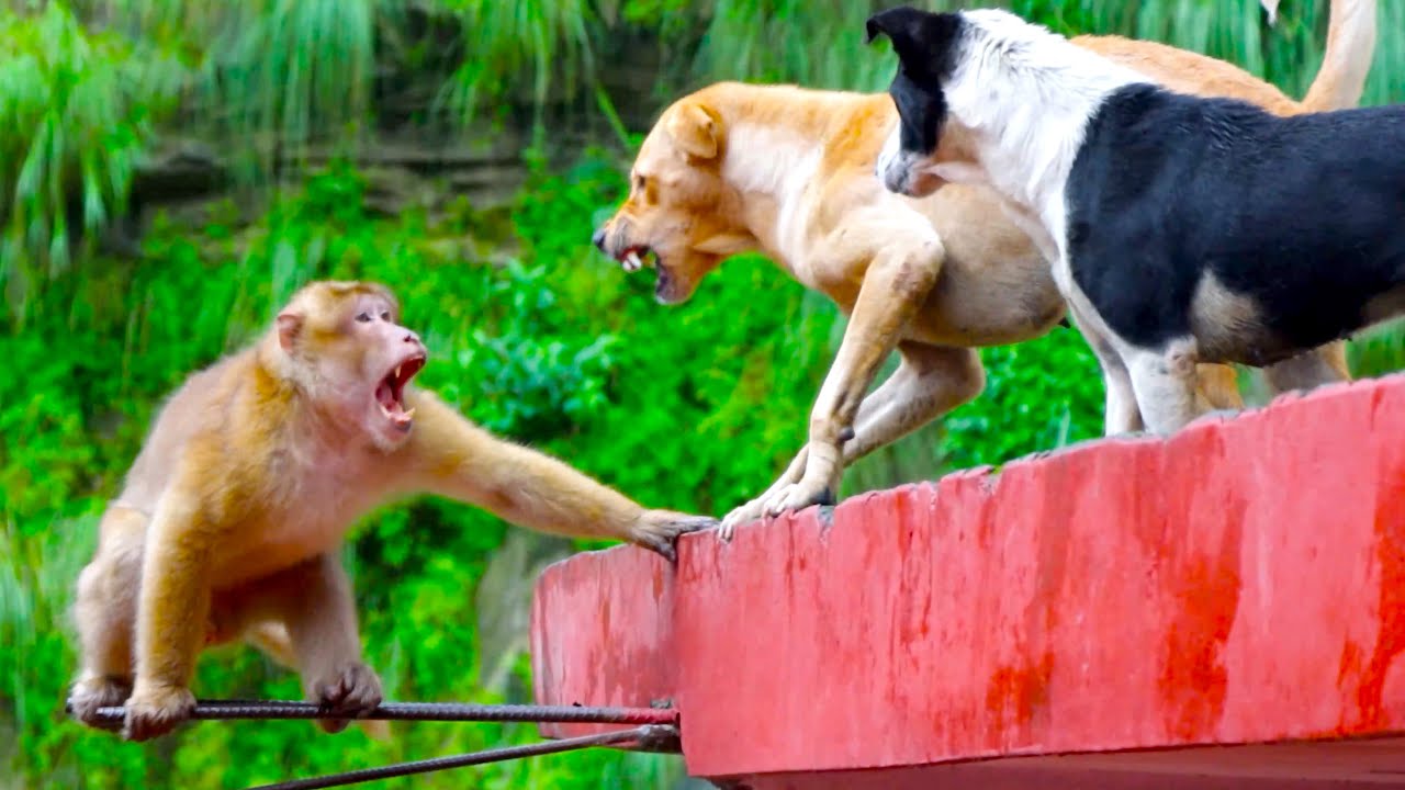 monkey vs dog real fight | monkey vs dog funny video | monkey vs dog ...
