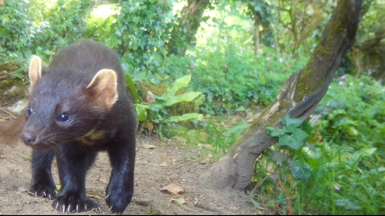 Another Irish Woodland mix. Pine Marten, Badgers, Badger cub, Birds ...