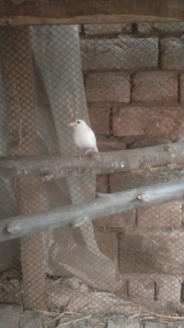 Mashallah so sweet and cute white Java Sparrow 🐦#Java breeding 💯 my YouTube channel 🦜#subscribe ...