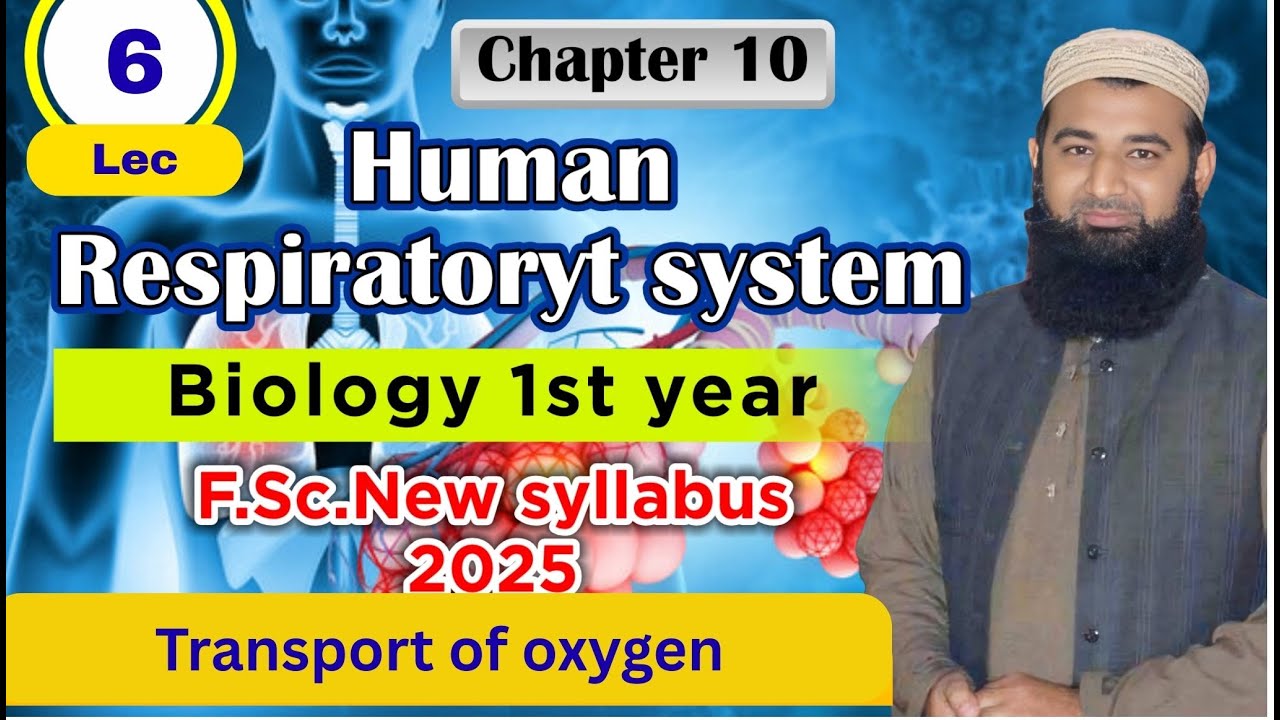 Transport of oxygen | Human Respiratory system | Chapter 10| F.Sc. 1st ...