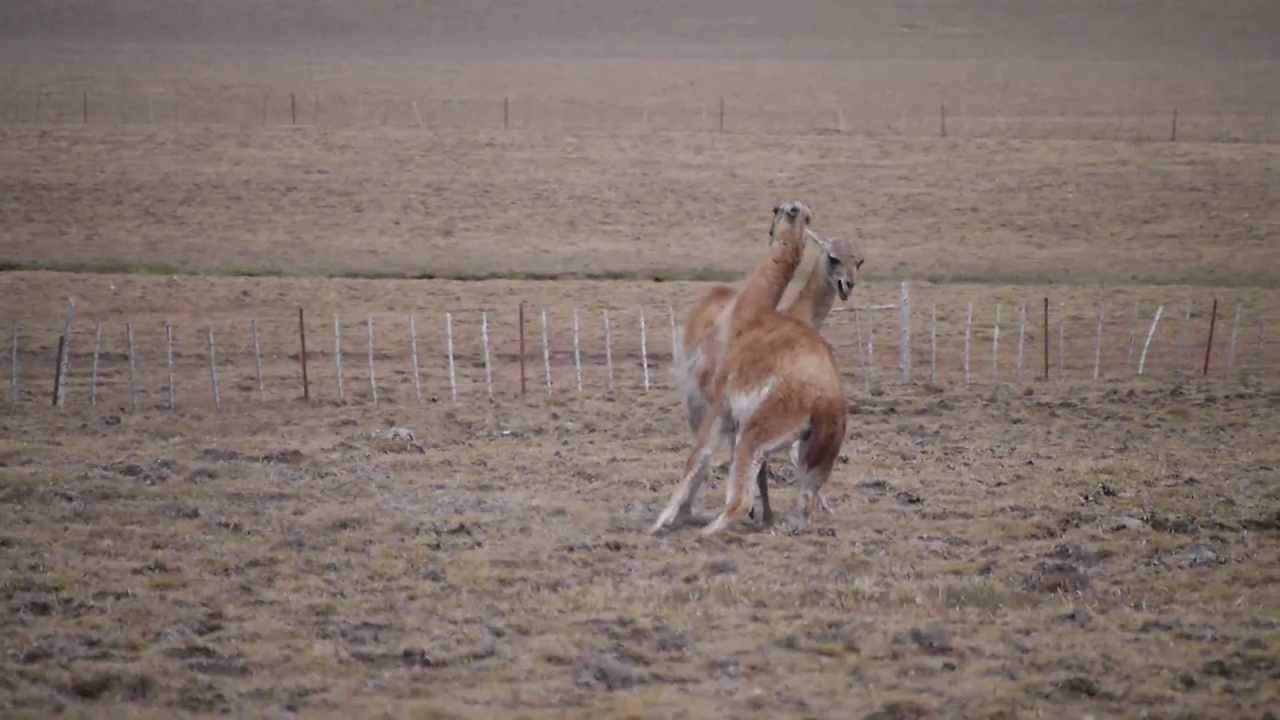Fighting Guanacos - YouTube