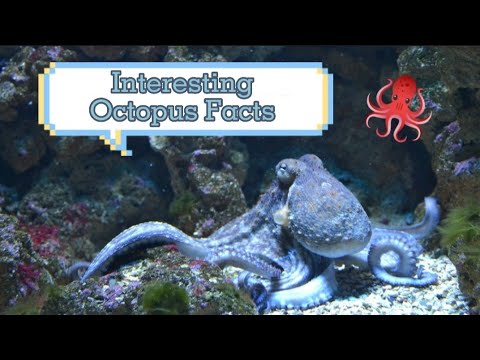 Amazing Facts about Octopuses | The Blue Blooded Octopus | Amazing ...
