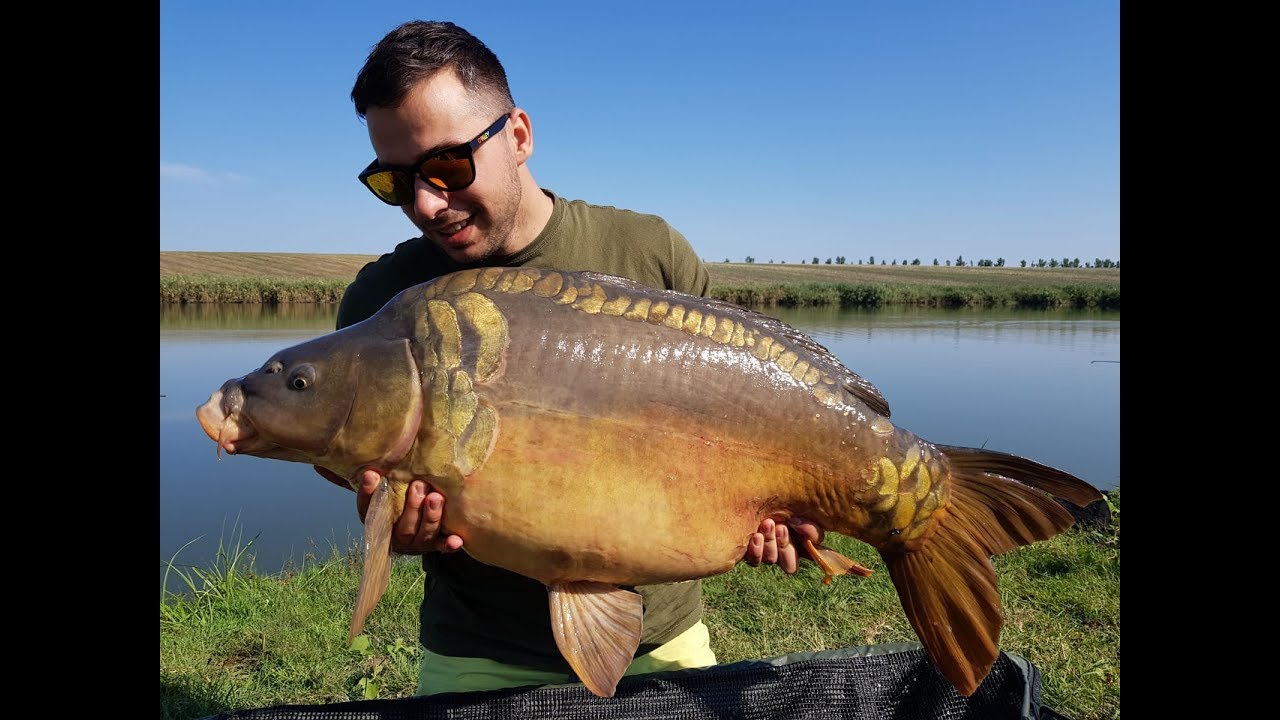 Crap oglindă (salonta) de 22,6 kg eliberat în lacul Polcești 3 - YouTube