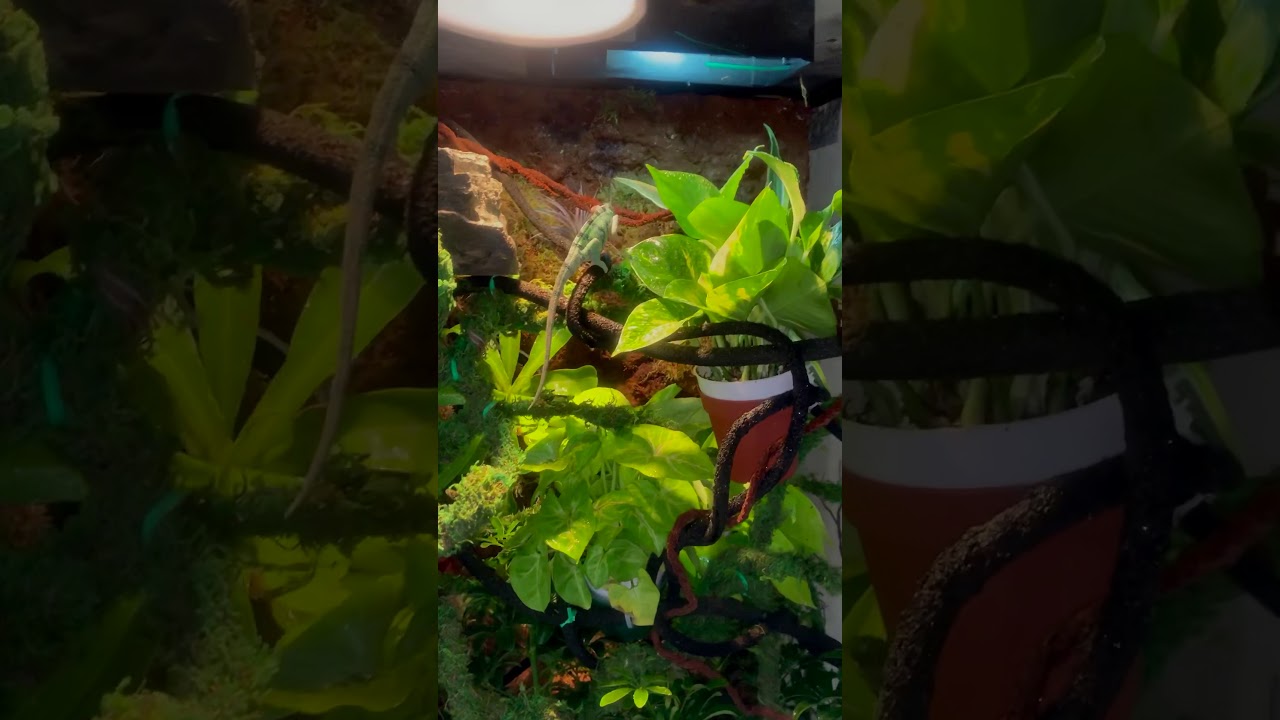 Complex Chameleon Terrarium Set Up! - YouTube