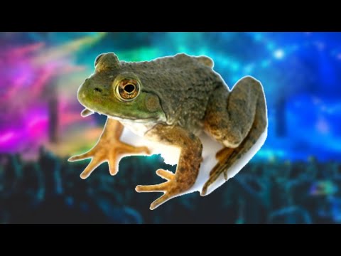 Frog At a Rave Party - YouTube