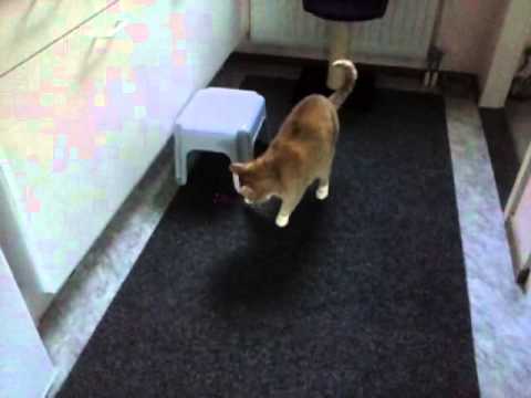 Boef blij met nieuwe muis. - YouTube