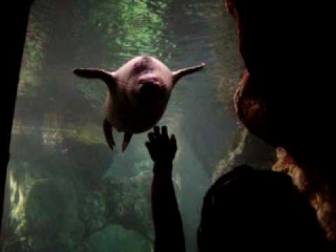 Leu de mare acvariu Genova II - YouTube