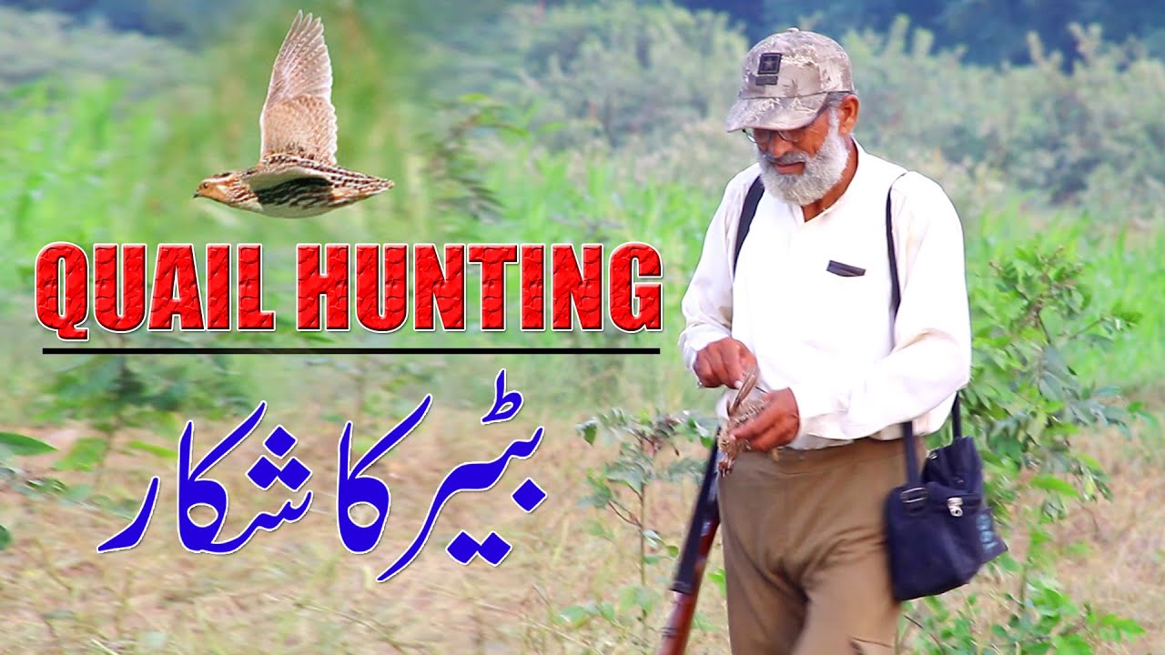 بٹیر کا شکار | Batairon ka shikar Gun k sath | Amazing quail hunting ...