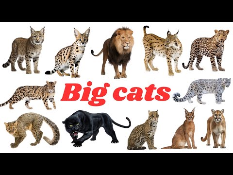 Learn Big Cat Names in English with Pictures | Wild Cat Vocabulary ...
