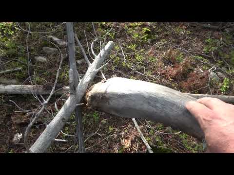 #78 Tracking sasquatch, Bigfoot nest and more. Understanding the ...