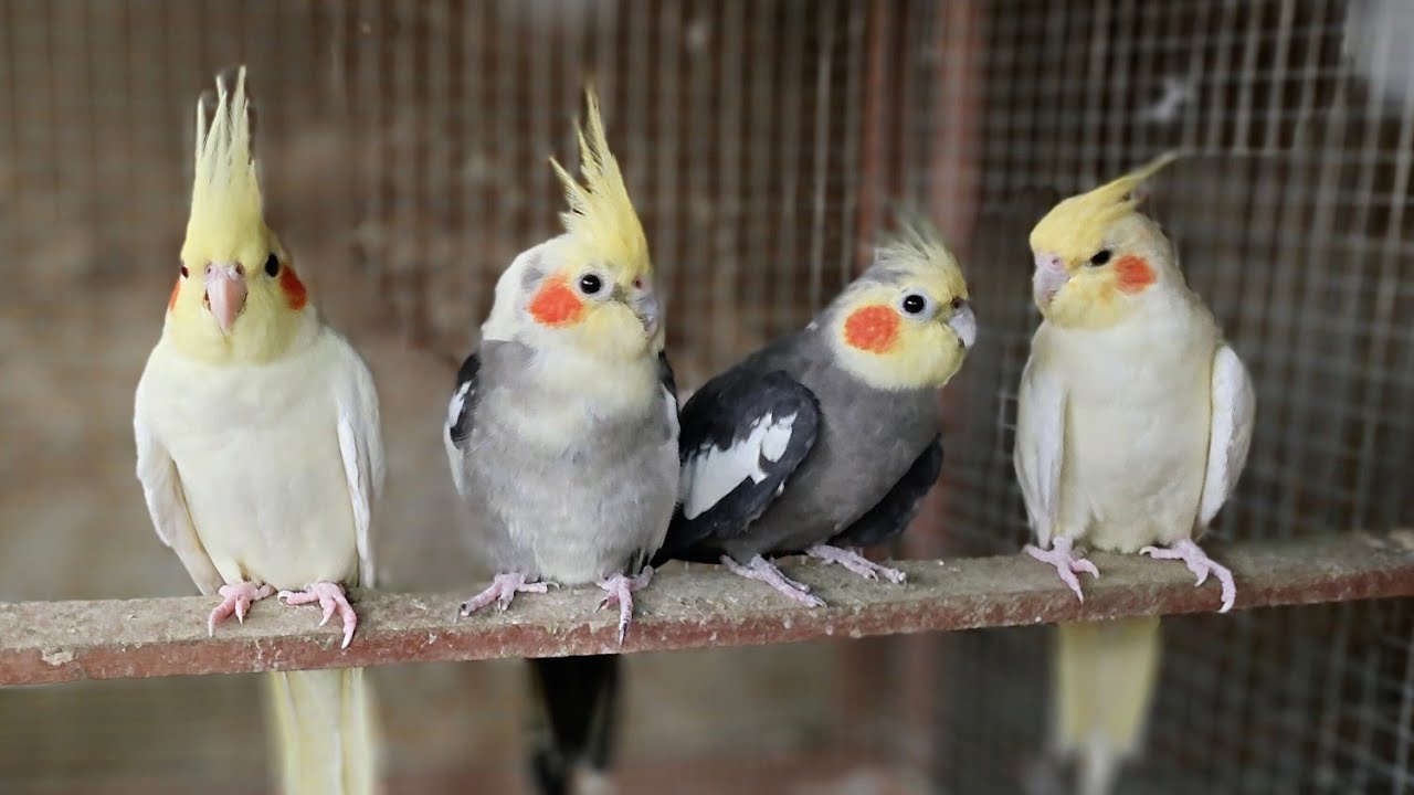 Talking Cocktail Bird ।#bird#funny#parrot#viral#cocktail#birdlife# ...