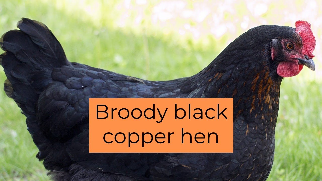 Stealing eggs from Broody hen - YouTube