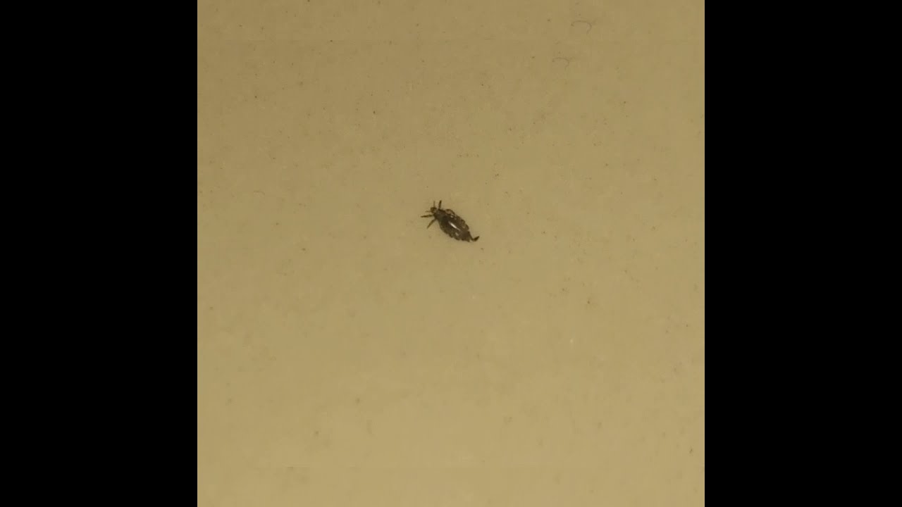 Lice poop - YouTube