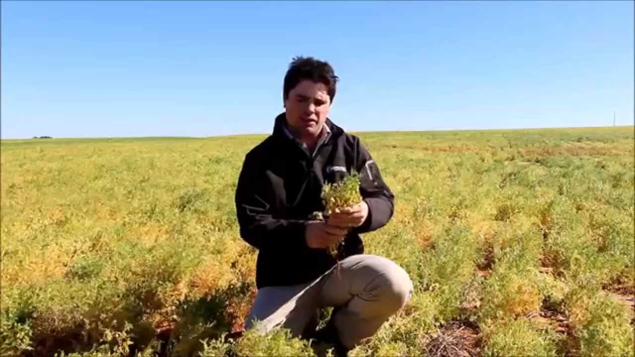 Agrivisions Matt Bissett With Pulse Crop Topping and Desiccation Timing ...