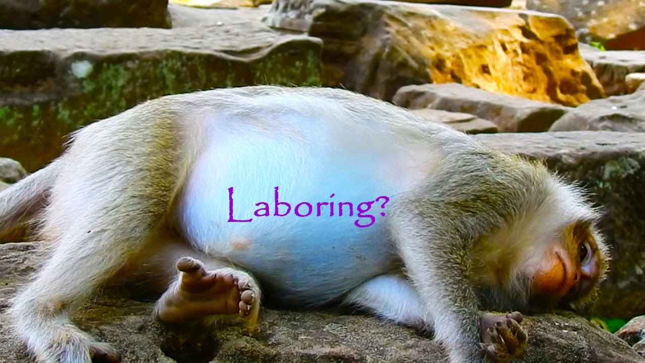 Pregnant monkey gets stomach ache or is she laboring? - YouTube