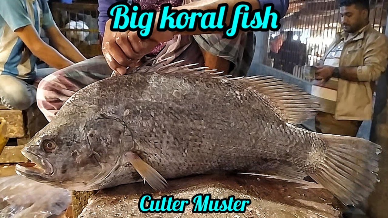 Amazing Giant Koral Fish || Excellent Cutting Skills || Live sea fish ...