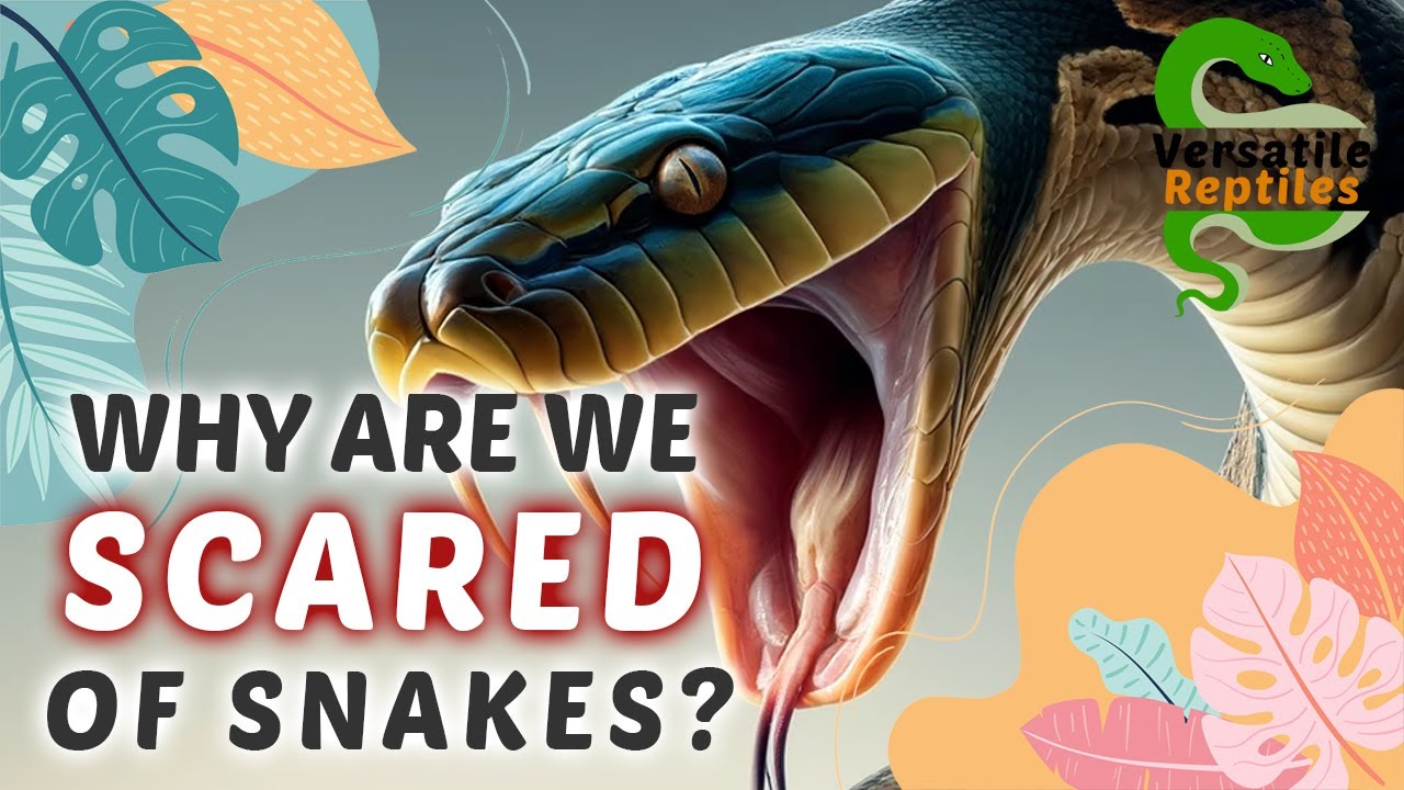 Why are we SCARED of snakes? - YouTube