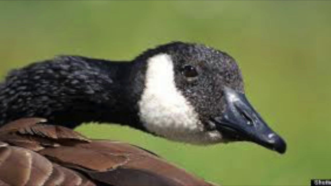 Geese a Documentary - YouTube