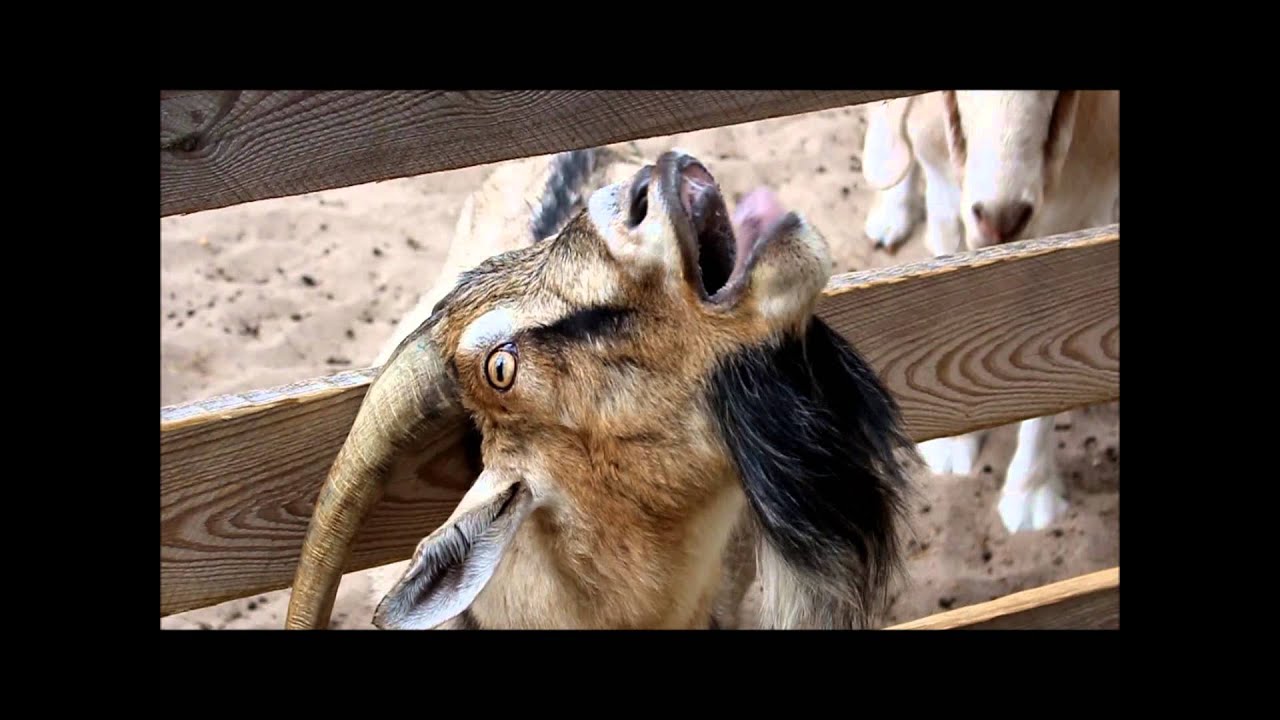 Animals of Popcorn Park Zoo set to Mozart. - YouTube