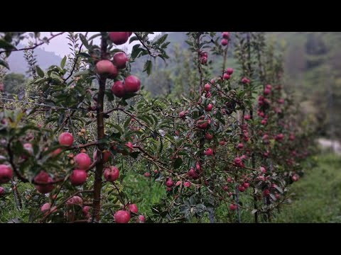 my m9 apple orchard. 4 year ke plants. - YouTube