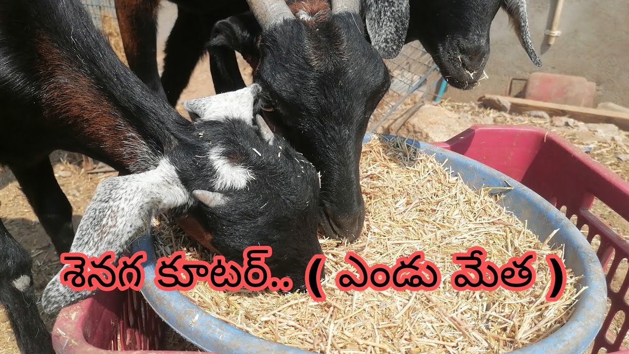 Dry fooder for goats ( Shenga pottu) Goat farming @Myfarms - YouTube