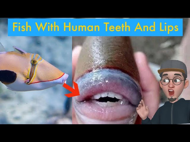 Trigger Fish Teeth