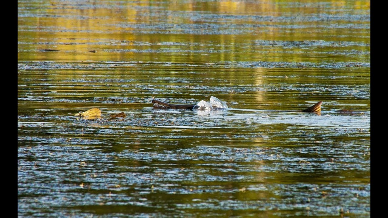 Alligator Gar Spawning - YouTube