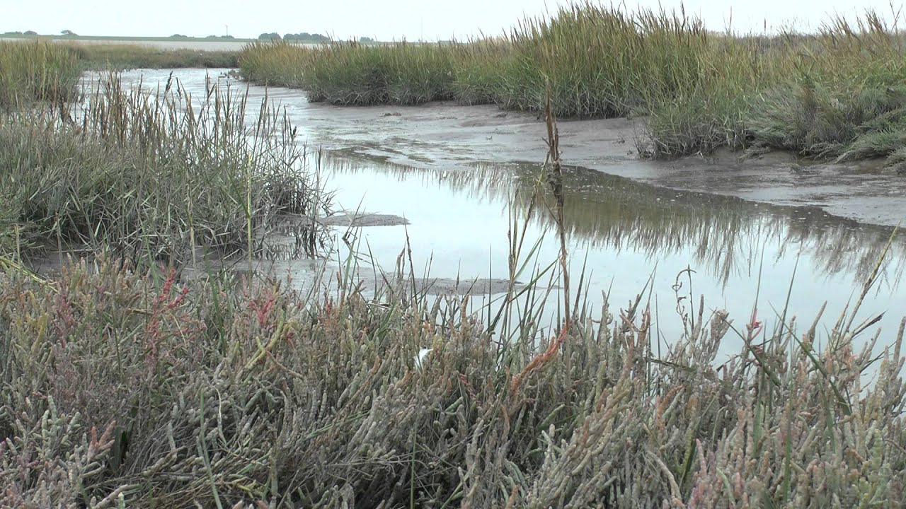 TimeLapse of the Flood on salt marshes, Wadden Sea Netherlands. - YouTube
