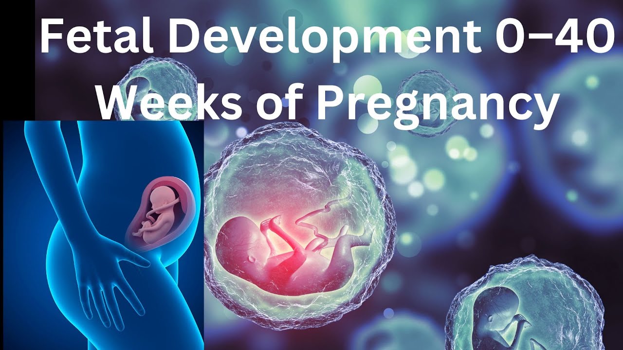 Fetal Development 0–40 Weeks of Pregnancy |Stages of baby development in womb| 9 Months In The ...