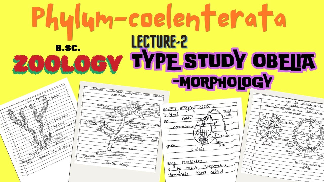 Morphology of Obelia Colony | Polyp | Medusa | Notes pdf in Description ...