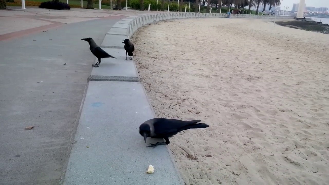 Cheeky Crows at Dubai Creek Park - YouTube