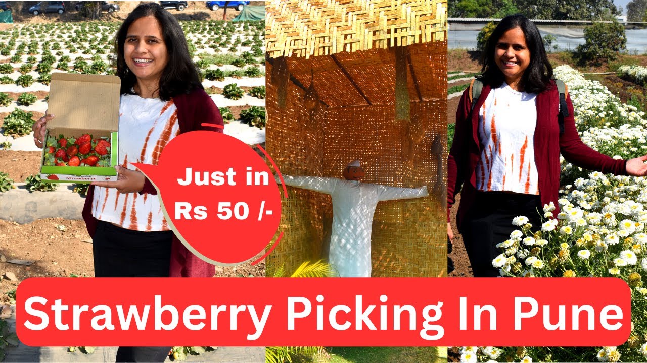 Visit To A Strawberry Farm In Pune | Activities, Location | One-day ...