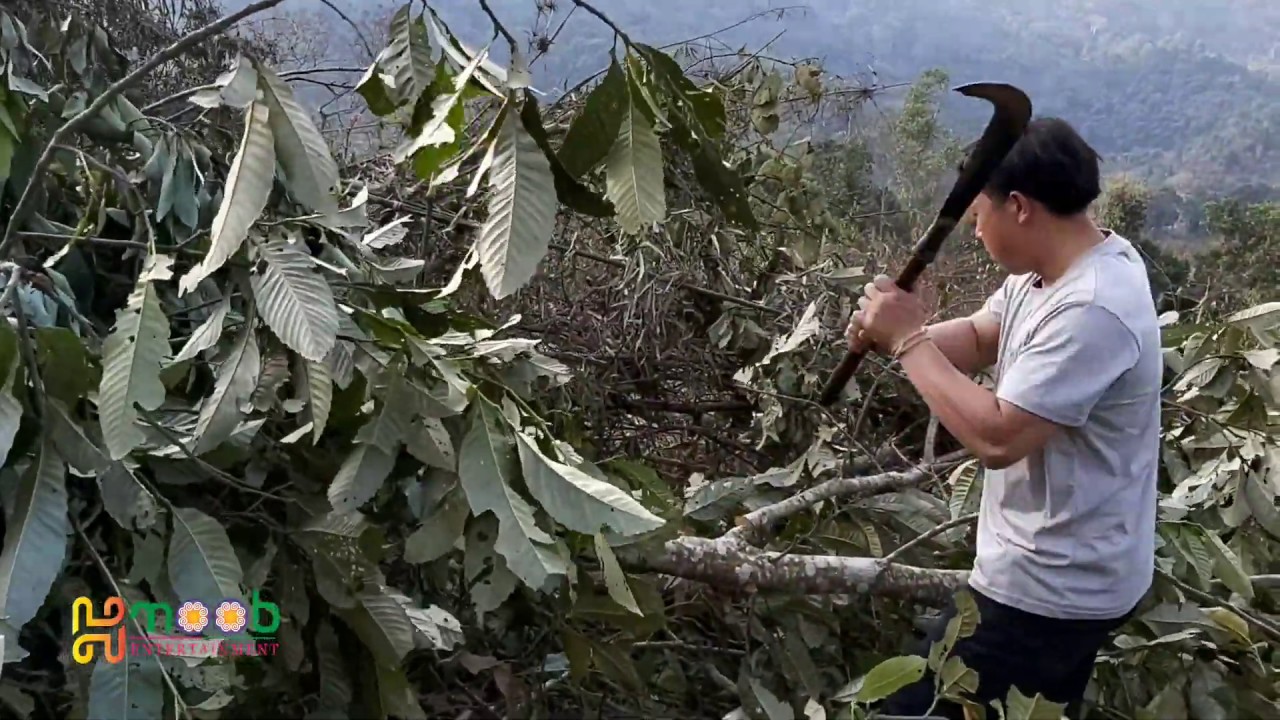 Luaj teb txo ceg ntoo 2020 - YouTube