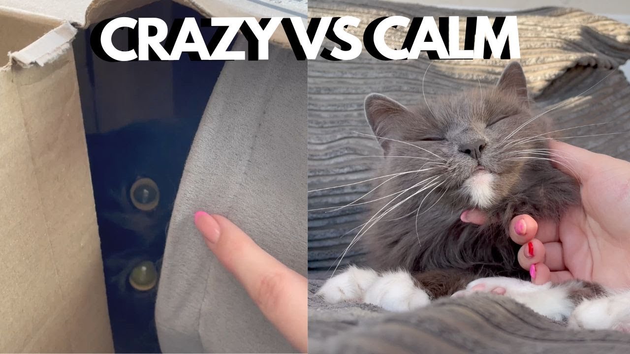 Crazy Kitten VS Calm Cat - YouTube
