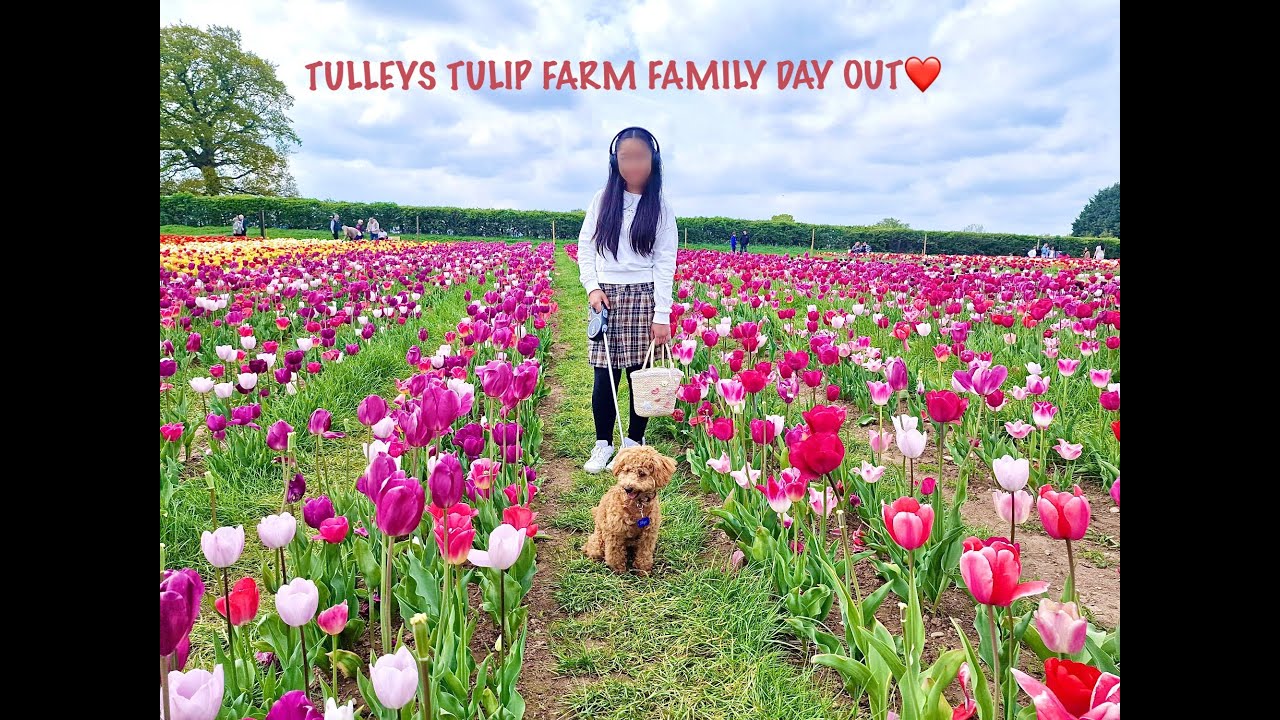 TULLEYS TULIP FARM FAMILY DAY OUT - YouTube