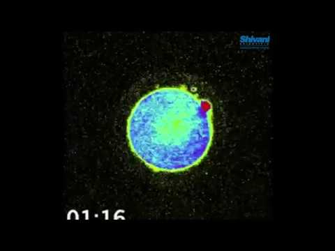 Zinc And IVF - the flash of light at the very moment a sperm cell makes ...