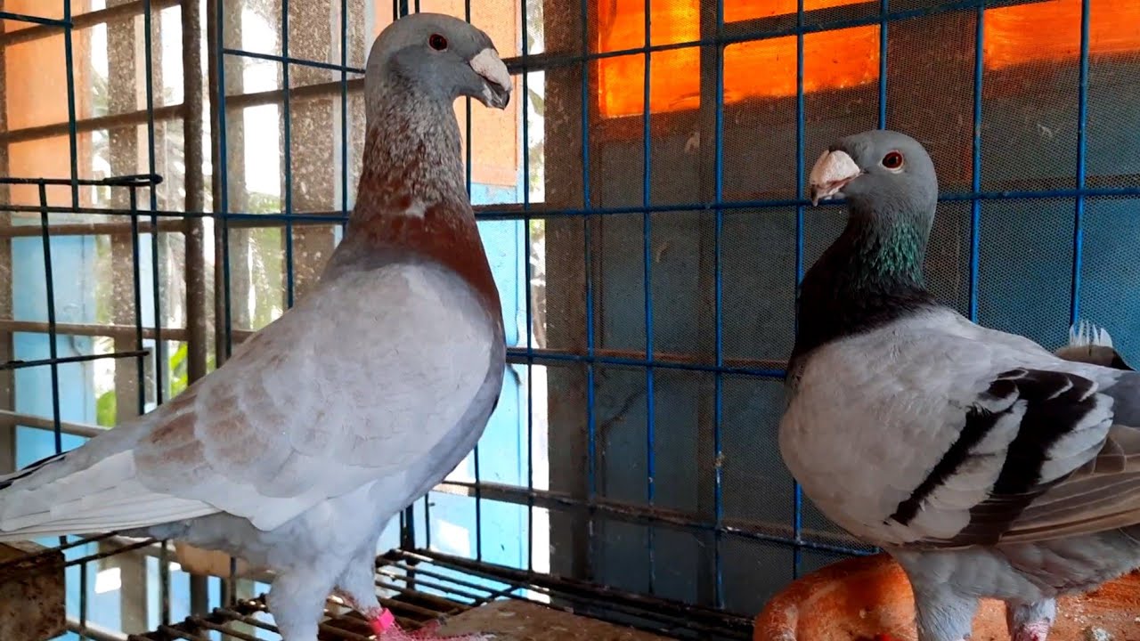 World biggest fancy pigeon collection | Fancy pigeon farming | Pigeon ...