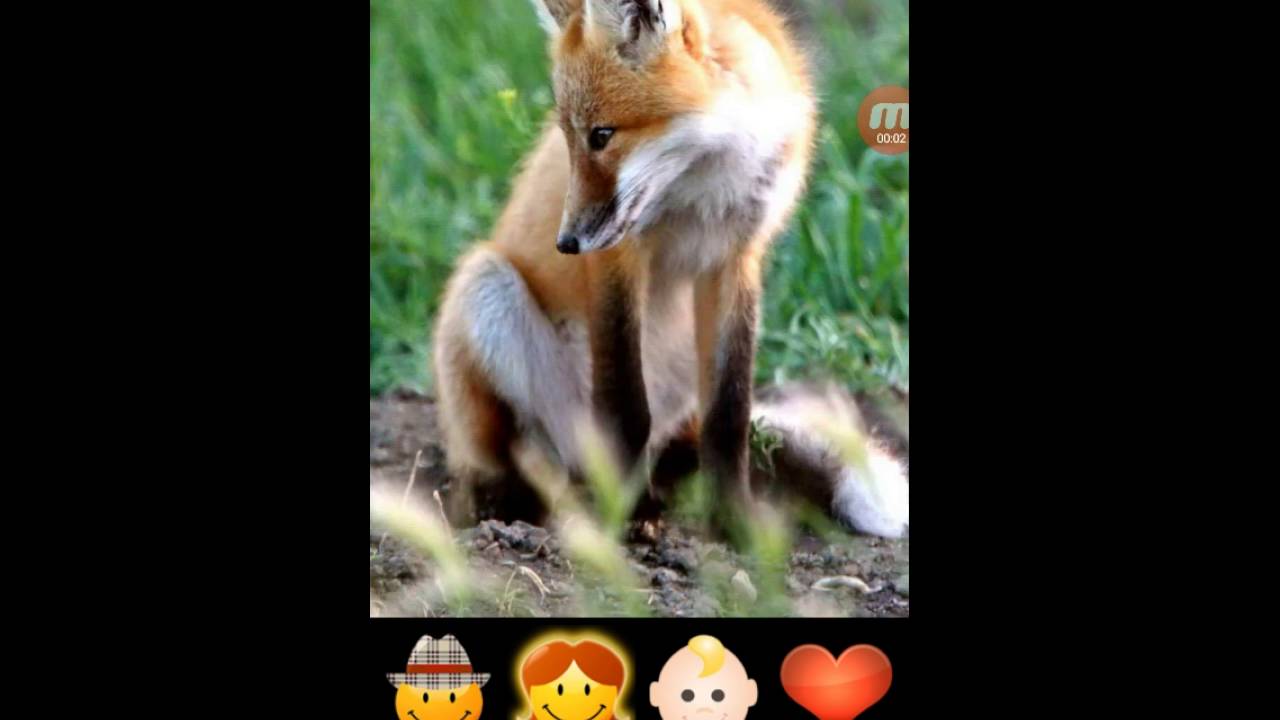 Zoola: Fox - YouTube