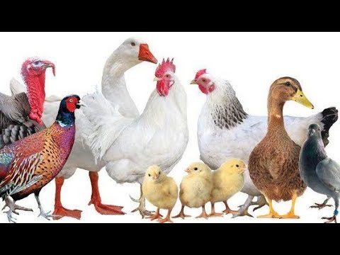 Introduction to Poultry species - YouTube