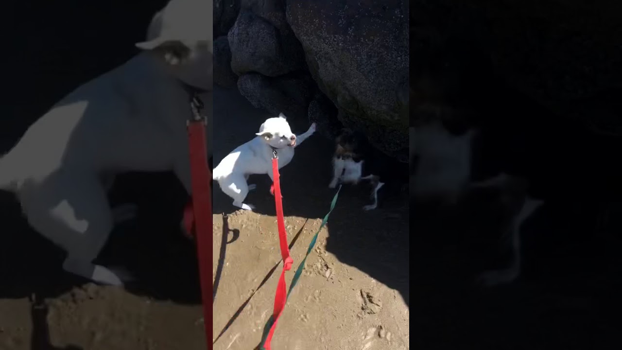 Dogs Playing Time Lapse - YouTube