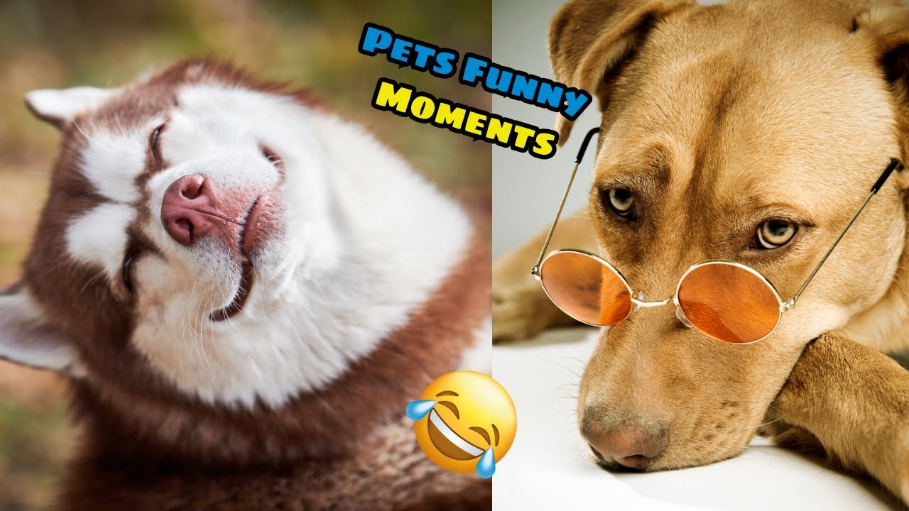 Pets funny moments Cute Dogs video compilation | Pets Cute Funny ...