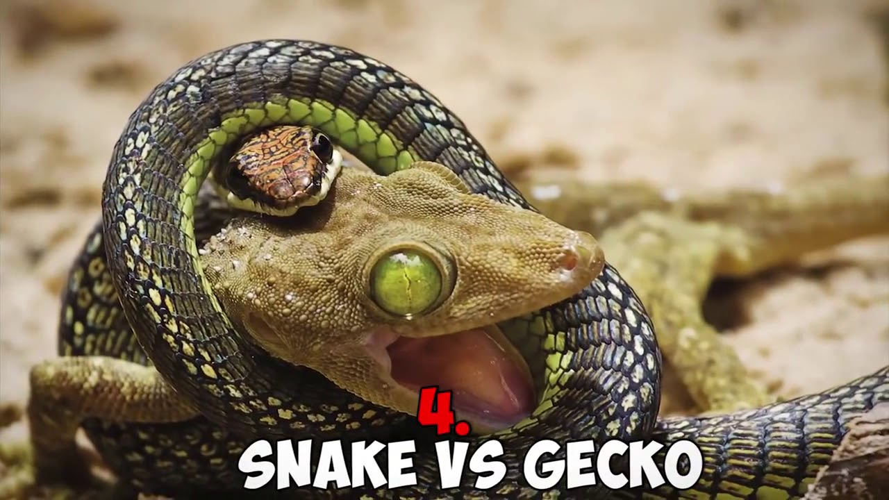 5 CRAZIEST Animal Fights Caught On Camera & Spotted In Real Life!141146 ...