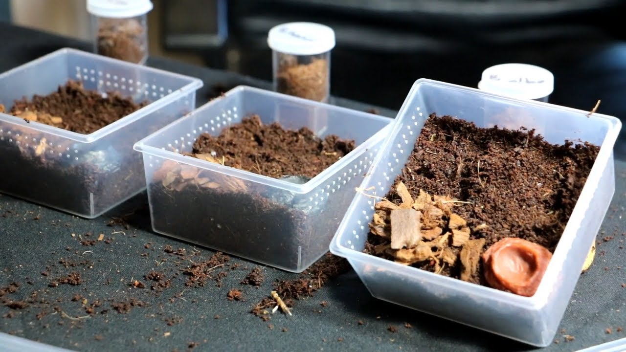 Setting up The Spiderling Starter Kit - A Guide - YouTube