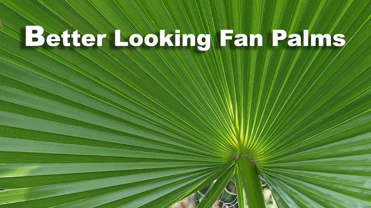 Ceiling Fan Leaf Palm Tree