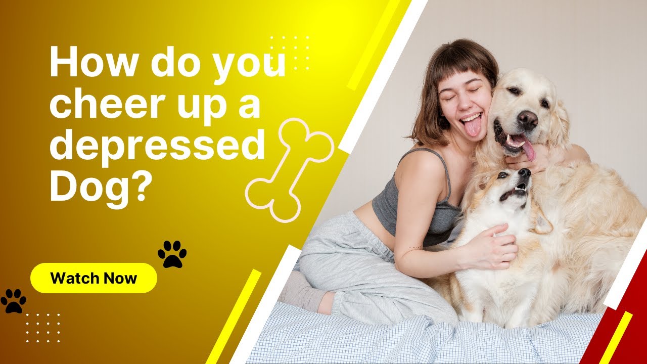 How Do You Cheer Up A Depressed Dog