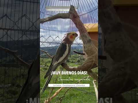 Ninfa cantando la Pantera Rosa #LaPanteraRosa #PinkPanther #Ninfa #Cacatua #Canto #Singer