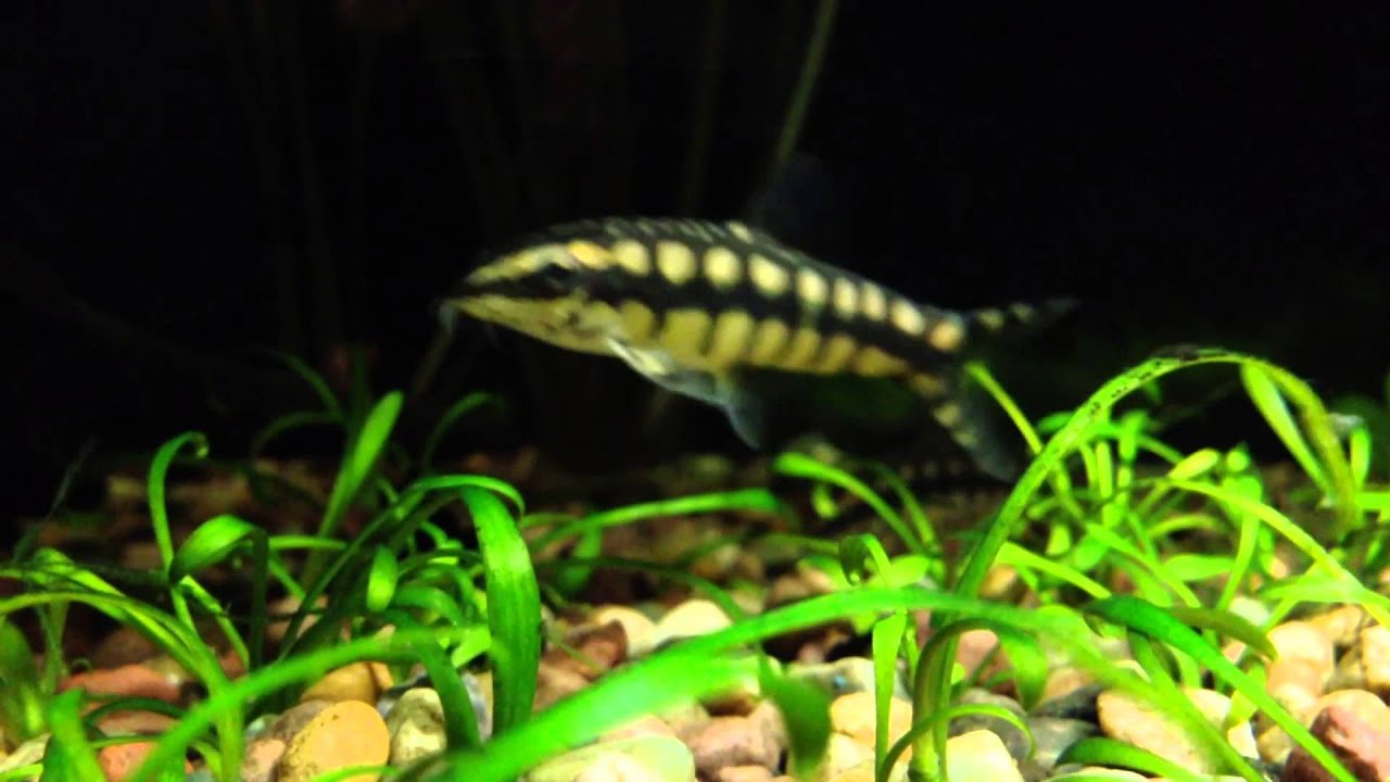 Sidthimunki Botia Loach - YouTube